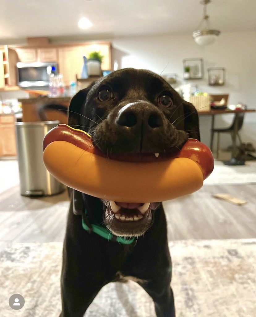 Anxious Pups and Stressed Out Owners: Navigating Dog Anxiety Awareness ...