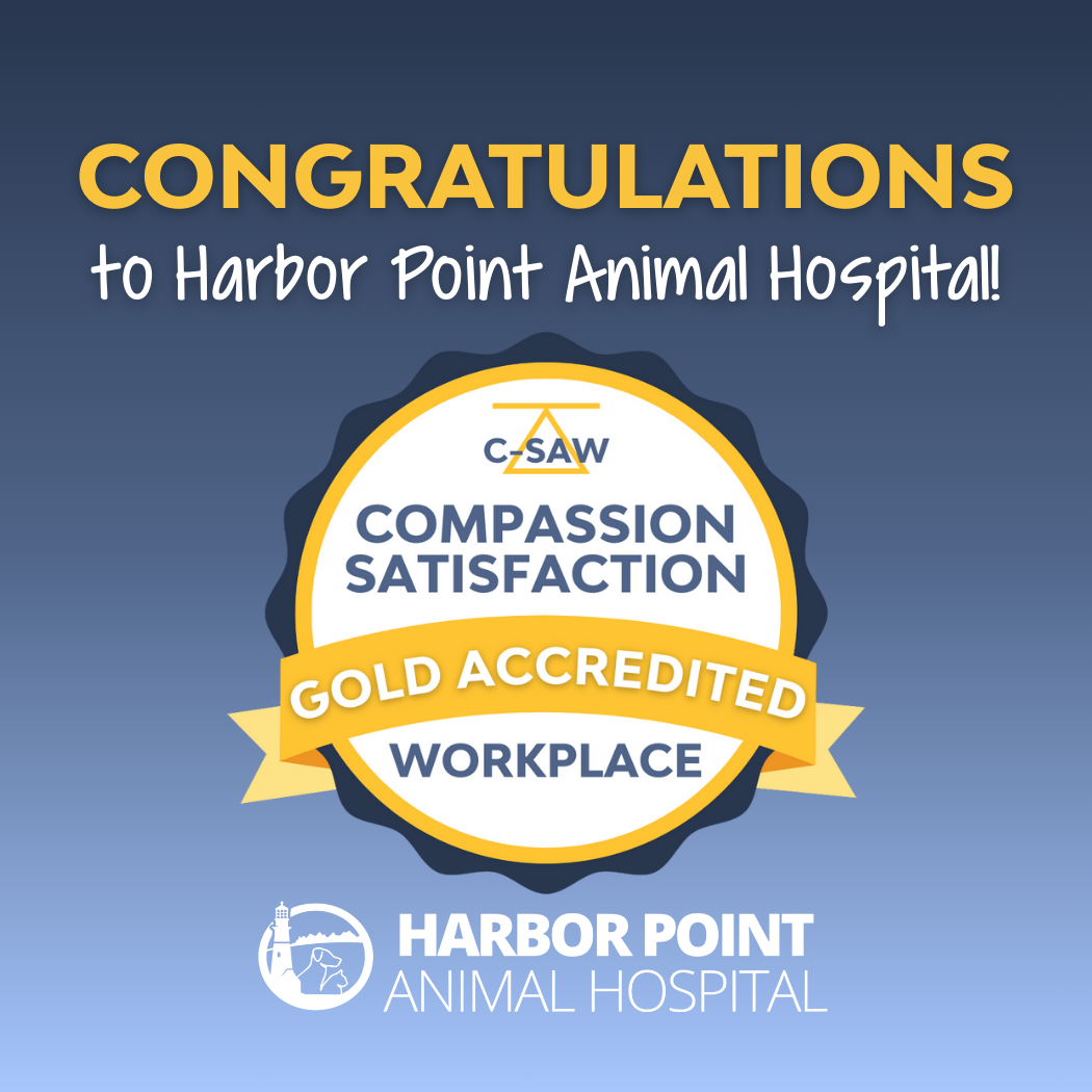 Harbor Point Animal Hospital's Journey To CSAW Accreditation | Encore ...