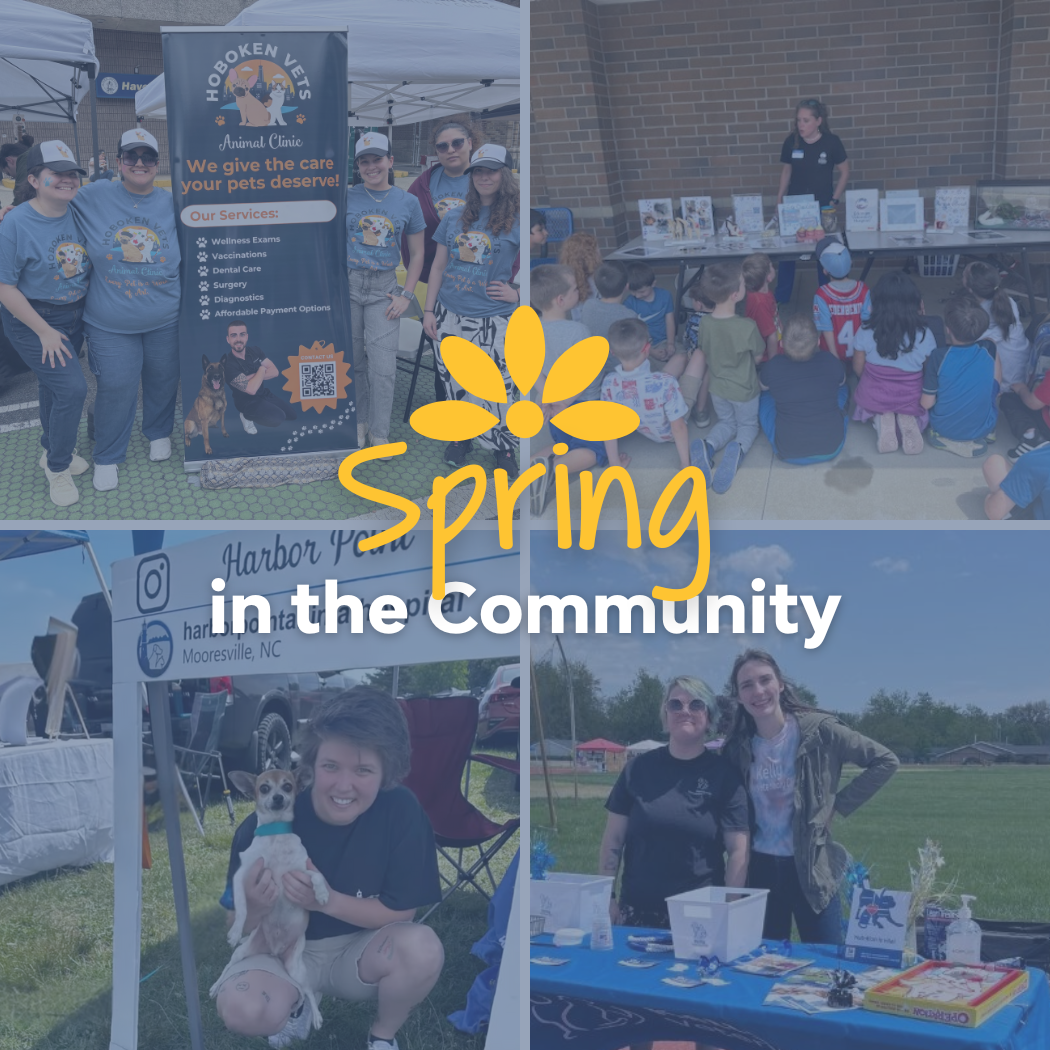 Spring In The Community: Highlights From Our Practices! | Encore Vet Group