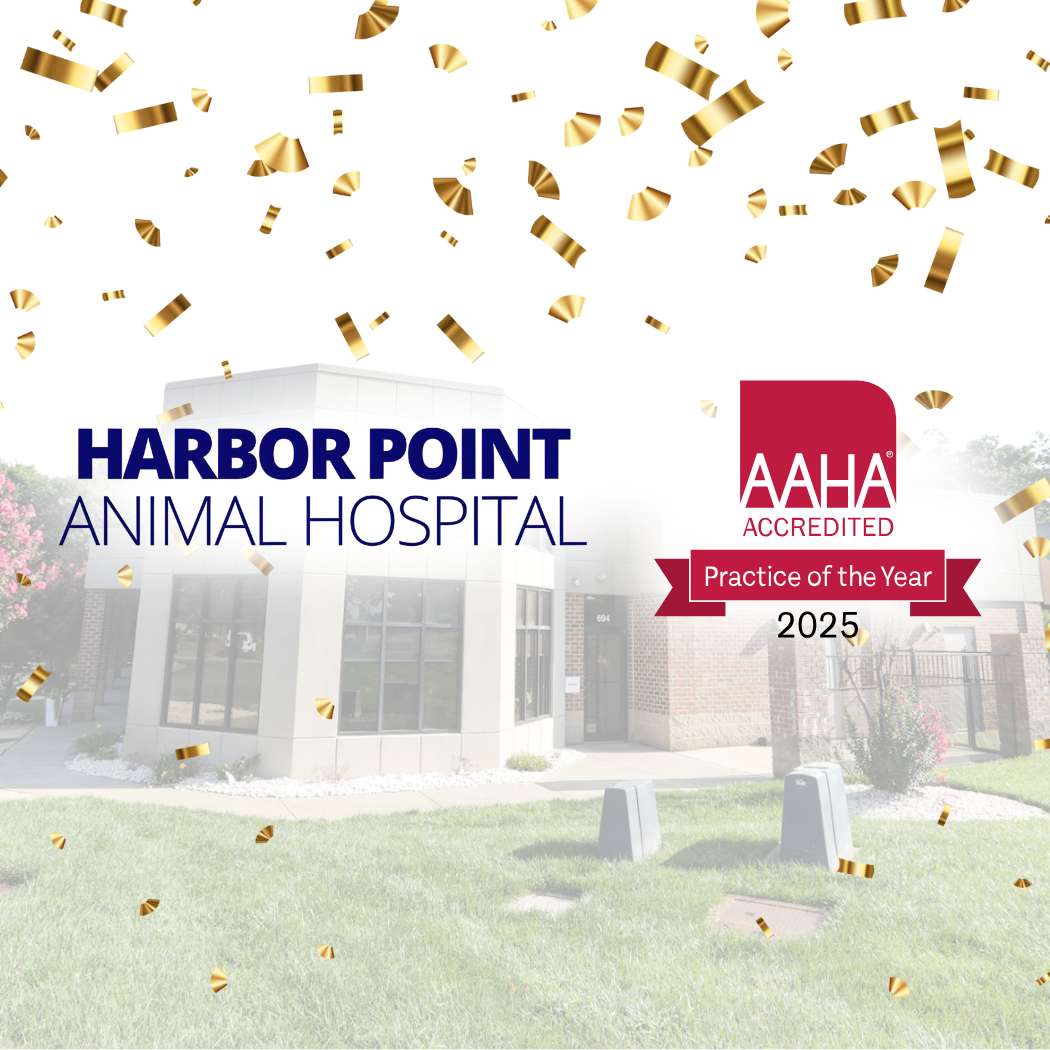 Harbor Point Animal Hospital Named AAHA’s 2025 Accredited Practice Of ...